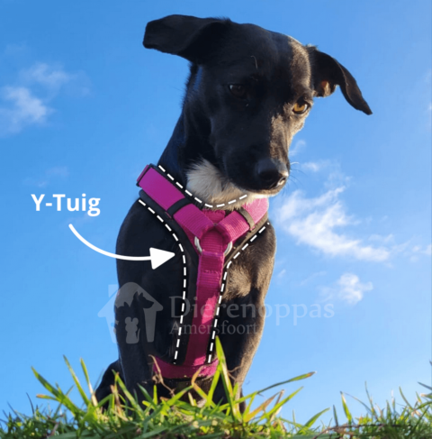 Werkt het echt? Een Y-vorm tuigje hond (Y-tuig) uitgelegd!