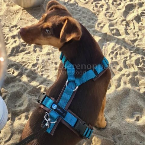 Werkt het echt? Een Y-vorm tuigje hond (Y-tuig) uitgelegd!