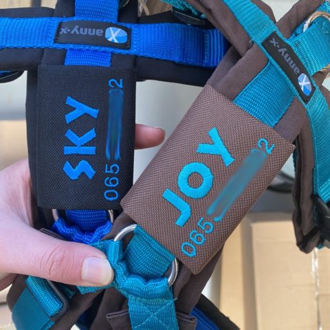 Werkt het echt? Een Y-vorm tuigje hond (Y-tuig) uitgelegd!